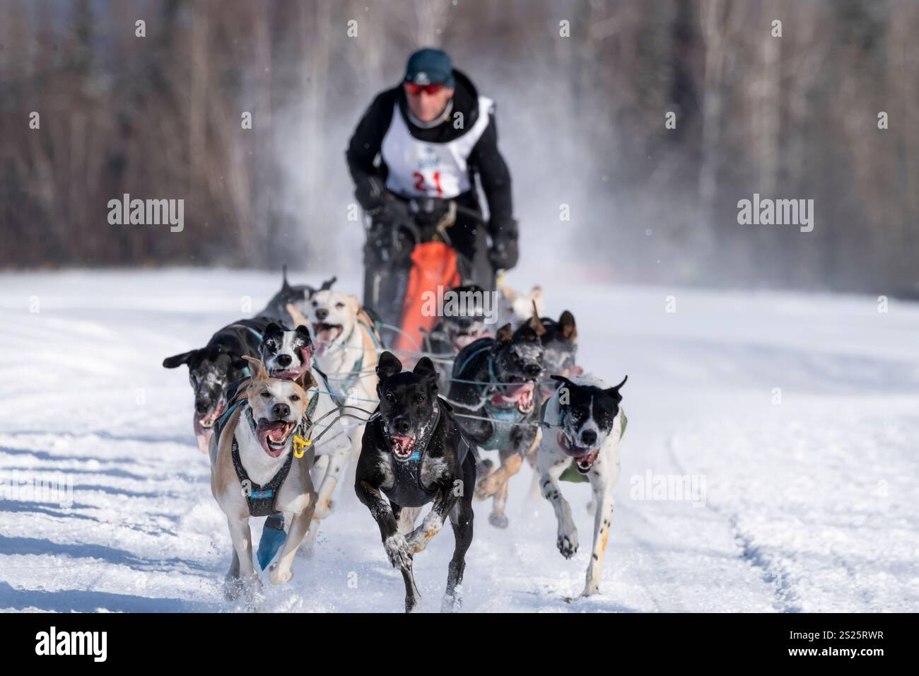 North America; United States; Alaska; Fairbanks; Open North American ...