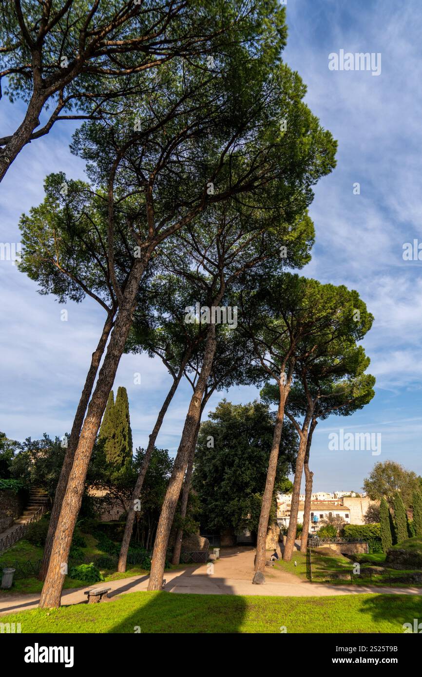 Stone pines, Pinus pinea, on Palatine HIll in the Colosseum ...