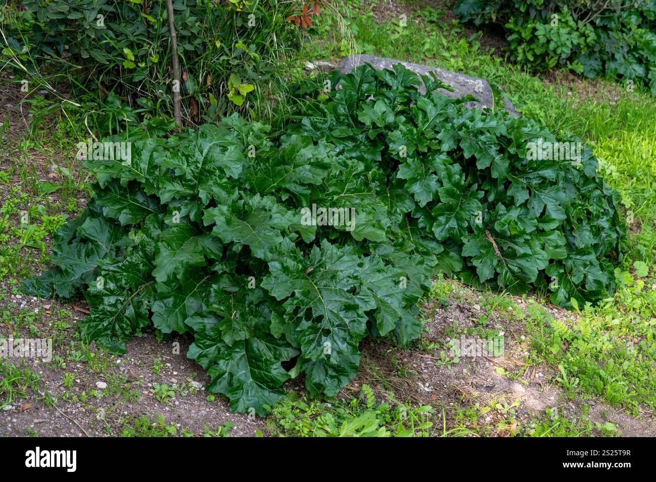 Acanthus mollis on Palatine HIll in the Colosseum Archaeological Park ...