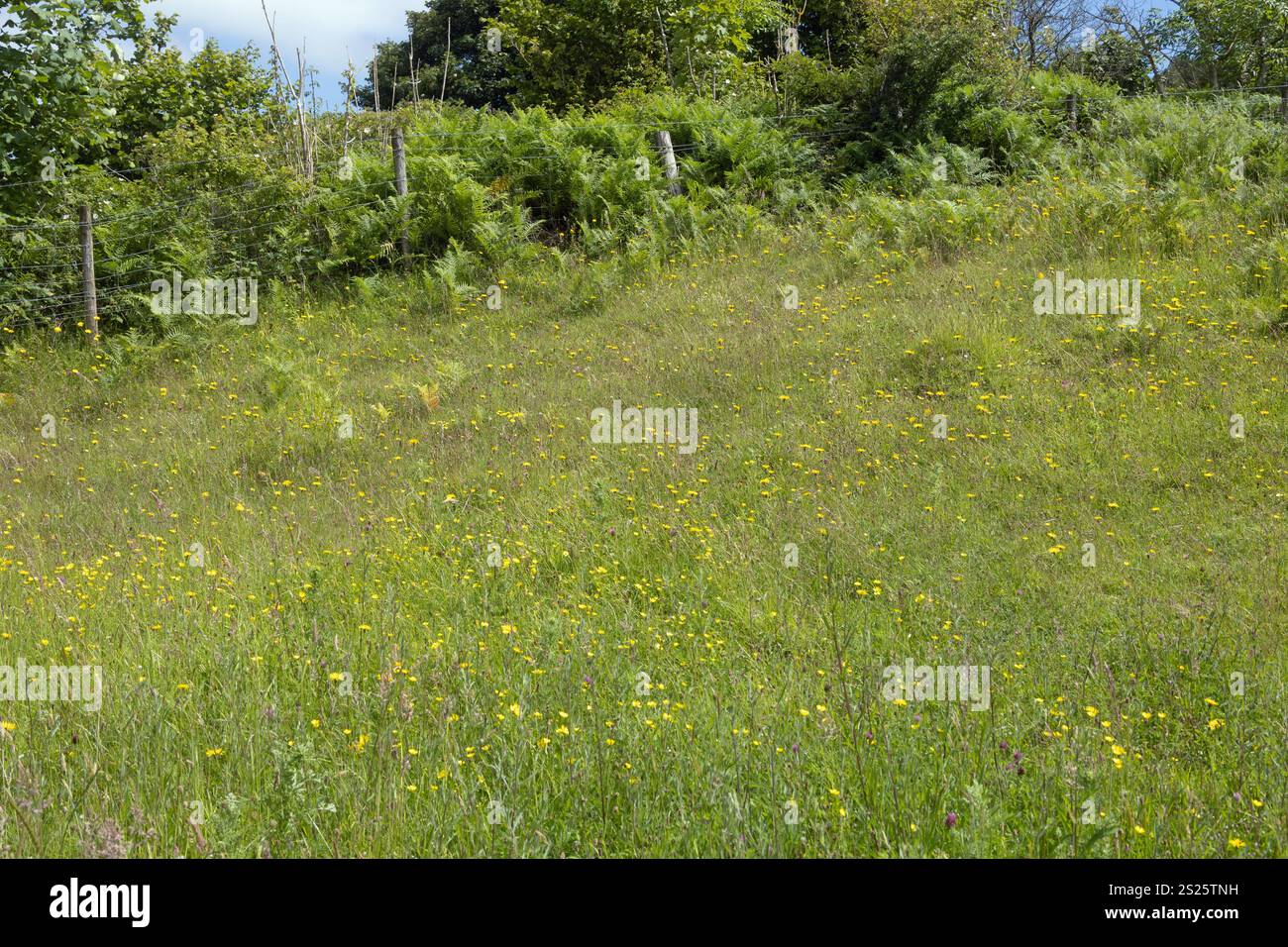 Wildflower meadow on the slopes of Arnside Knott Westmorland and ...