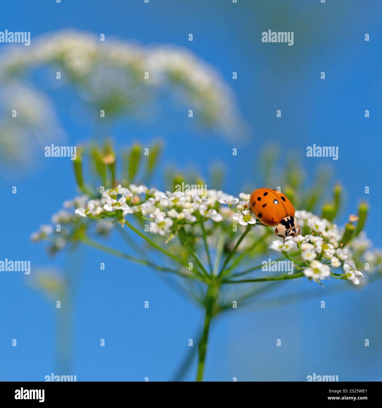 Close up red ladybug hi-res stock photography and images - Alamy