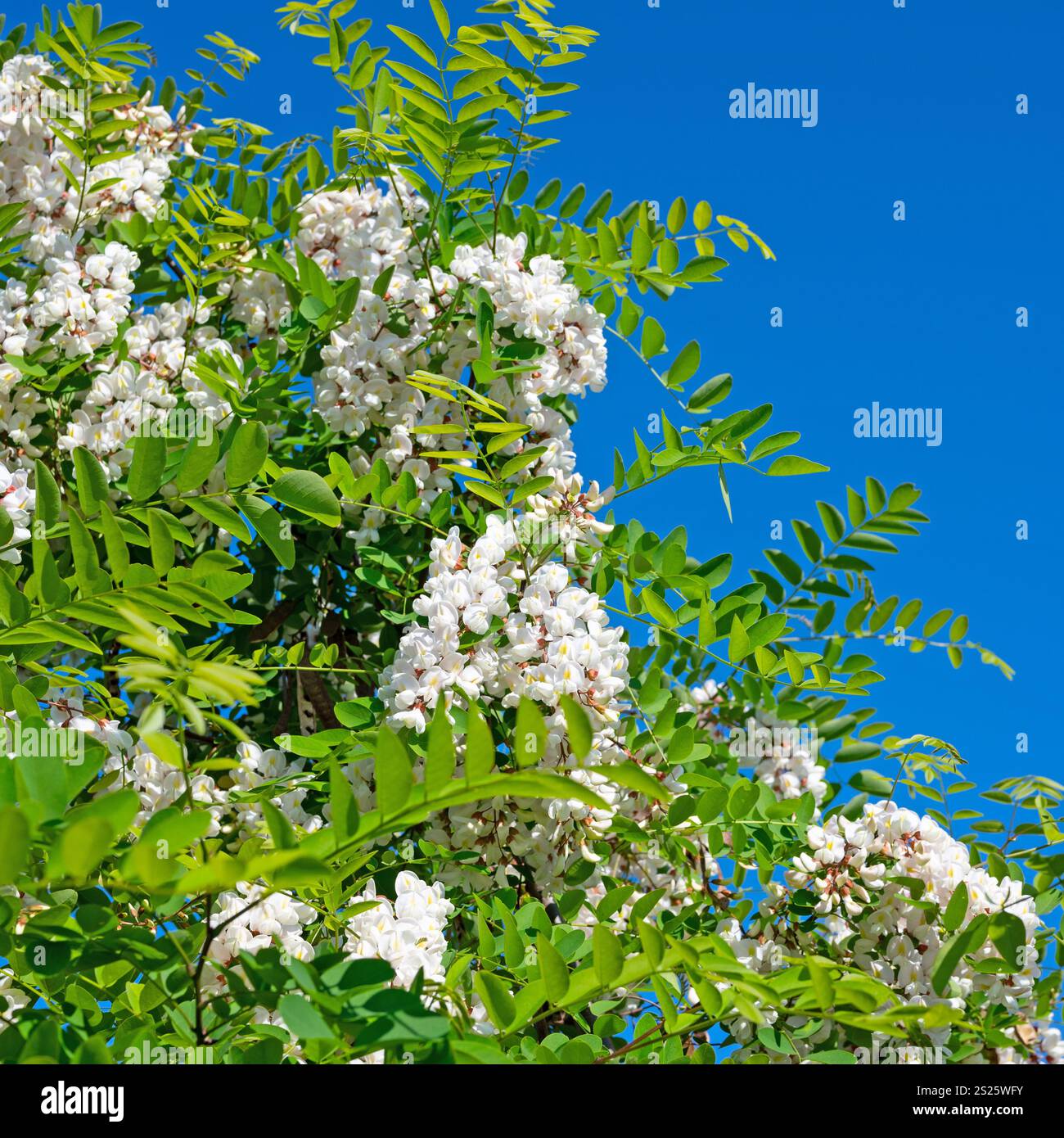 Flowering robinia, Robinia pseudoacacia, in spring Stock Photo - Alamy