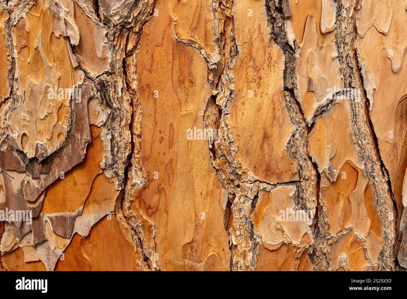 Maritime Pine, Pinus pinaster trunk symbol. Texture made of maritime ...