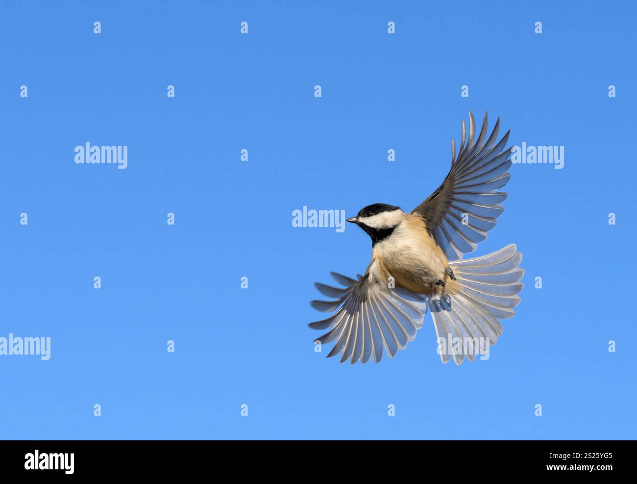 Carolina Chickadee in flight; undeside view with wings and tail spread ...