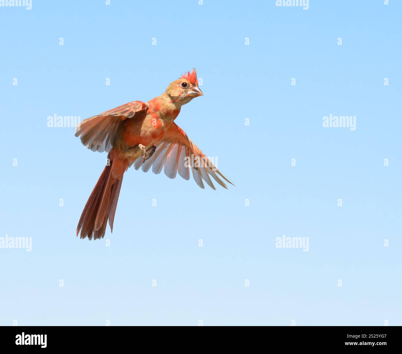 Adorable, juvenile, male, mid-molt, Northern Cardinal in flight against ...