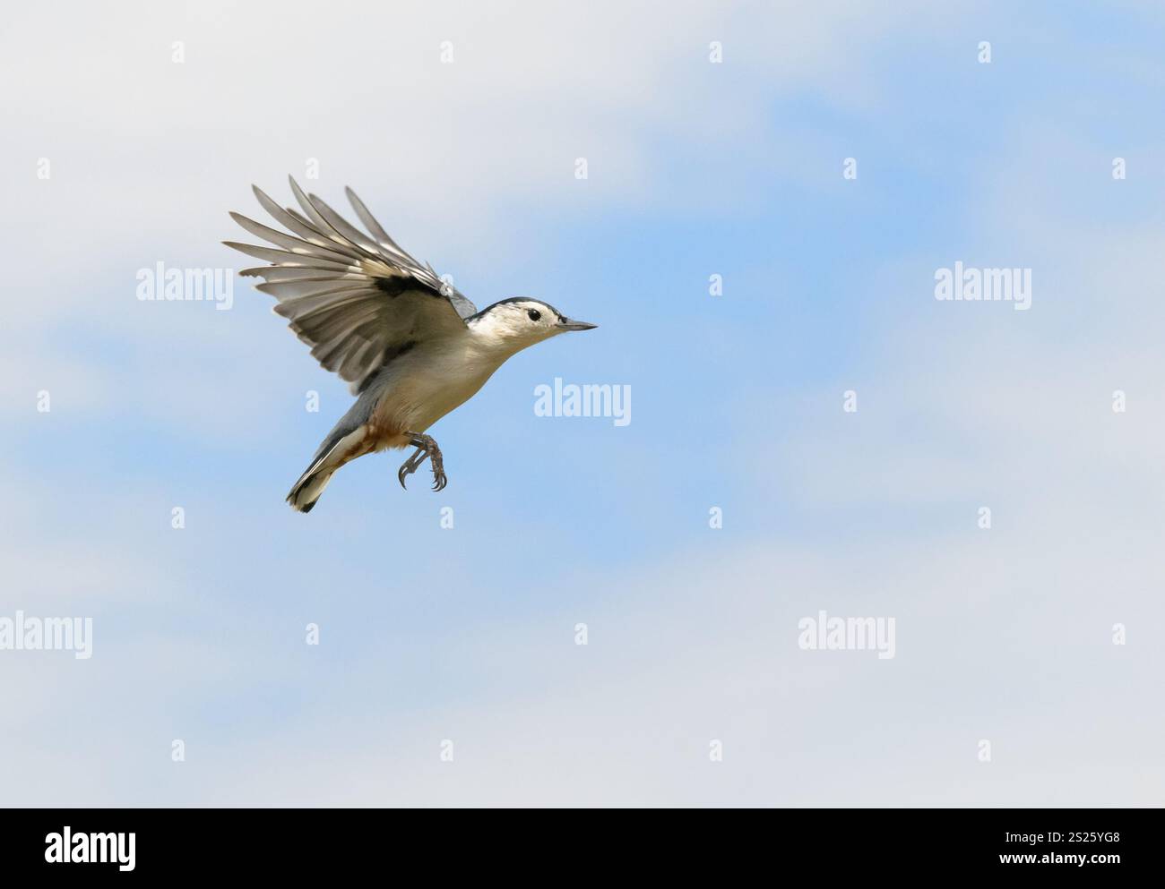 White-breasted Nuthatch in flight, with partly cloudy sky background ...