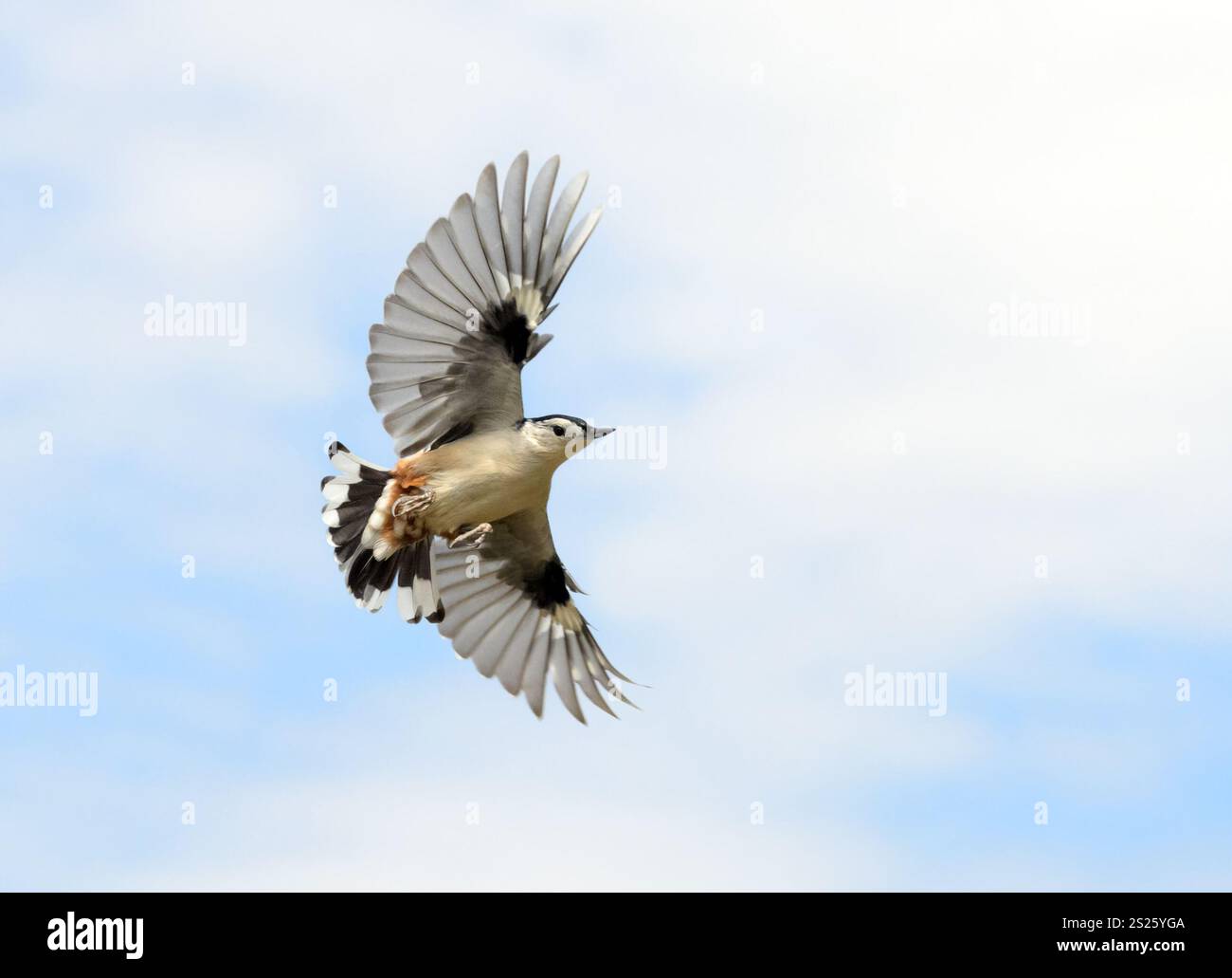 Underside view of a White-breasted Nuthatch in flight, with wings wide ...