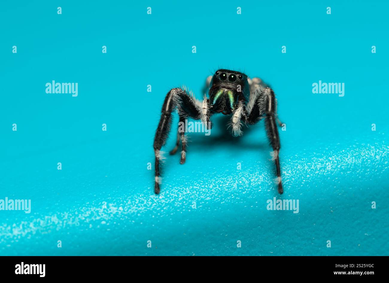 Beautiful male Phidippus clarus jumping spider against cyan background ...