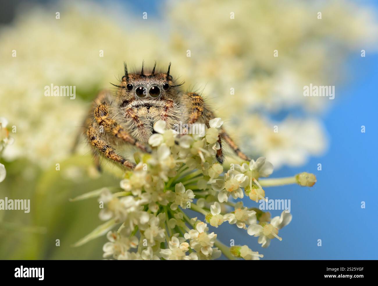 Beautiful female Phidippus putnami jumping spider on a white wildflower ...