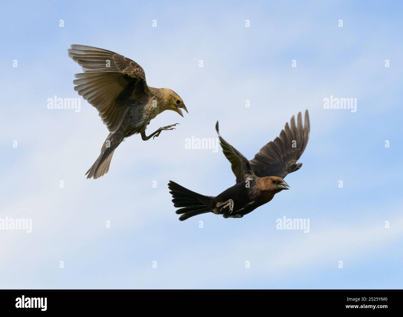 Two Brown-headed Cowbirds in flight; juvenile on the left, a male on ...