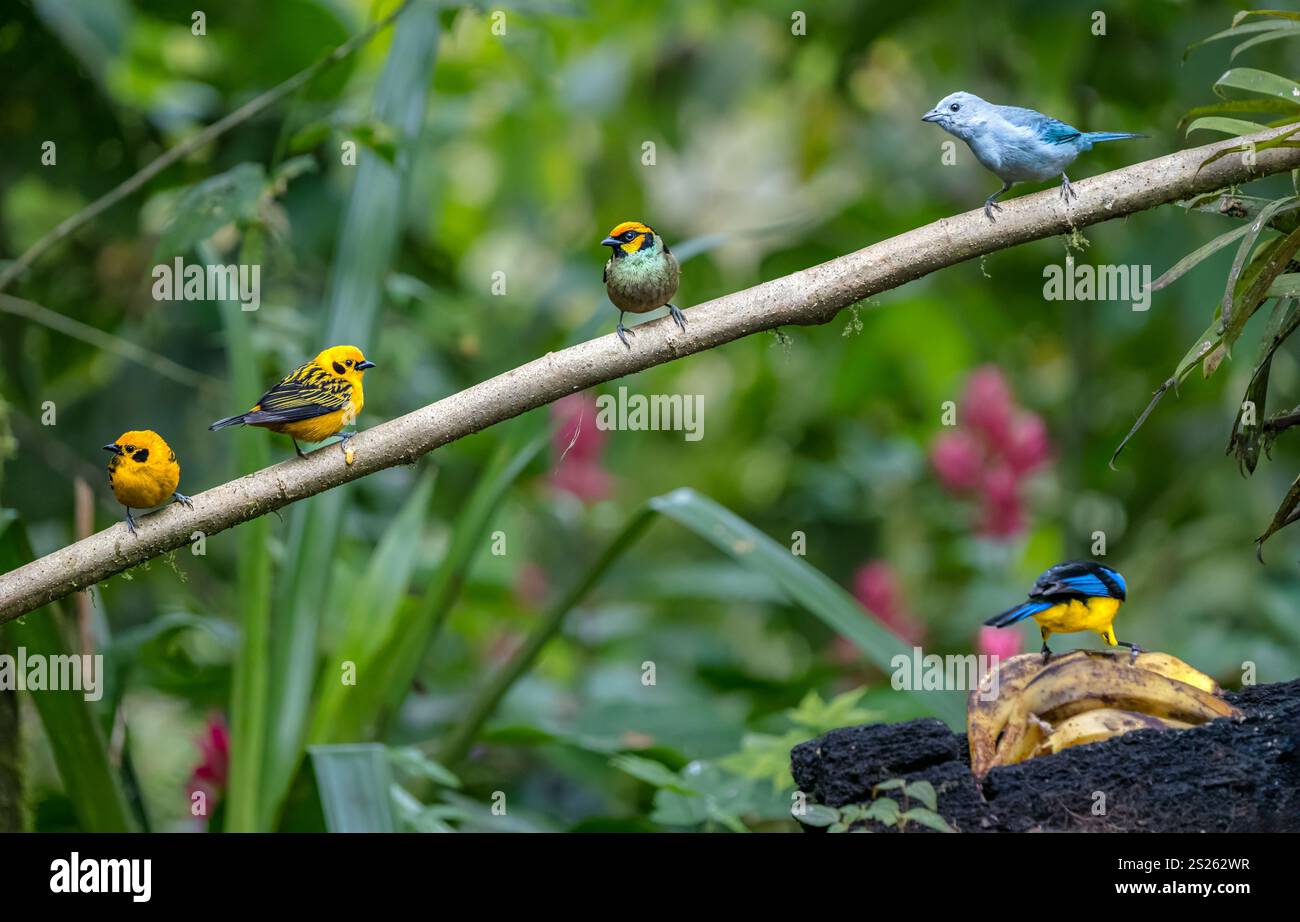 Tanagers: golden, flamed-faced blue-gray & blue-winged mountain tanager, Mindo cloud forest ...