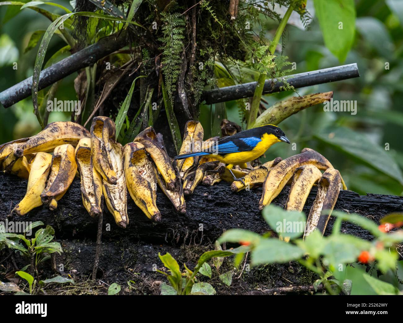 Blue-winged mountain tanager (Anisognathus somptuosus) feeding on ...