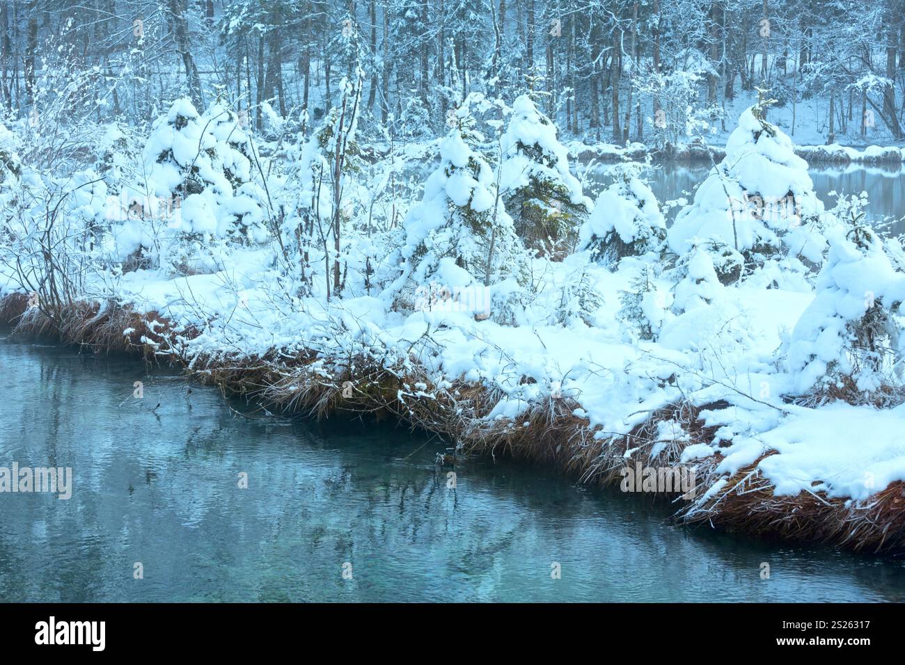 Small winter stream with snowy trees on bank Stock Photo - Alamy