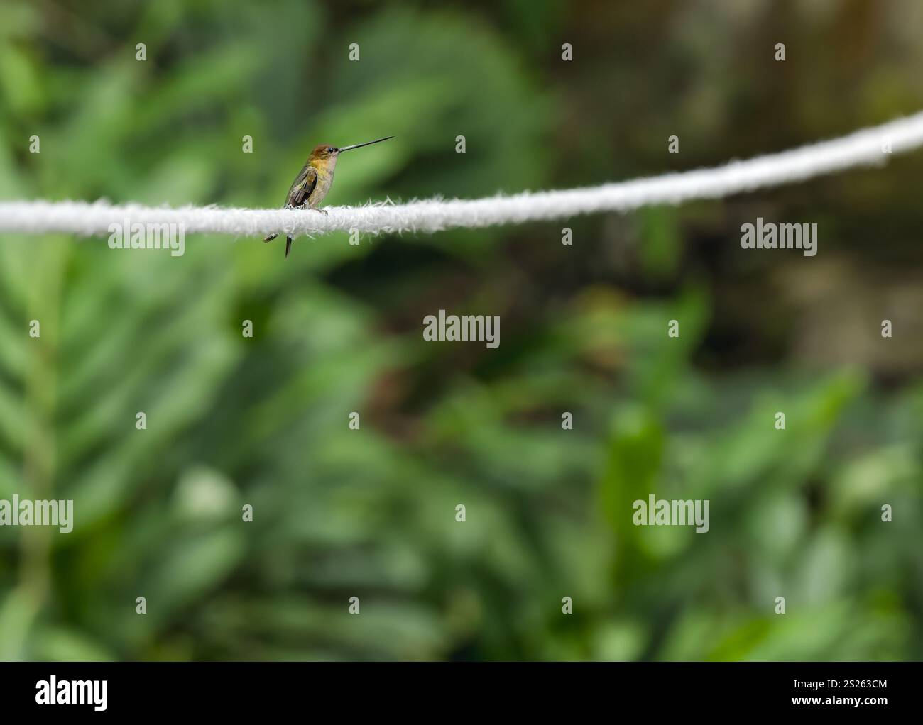 Hummingbird on rope, Mindo cloud forest, Ecuador, South America Stock ...
