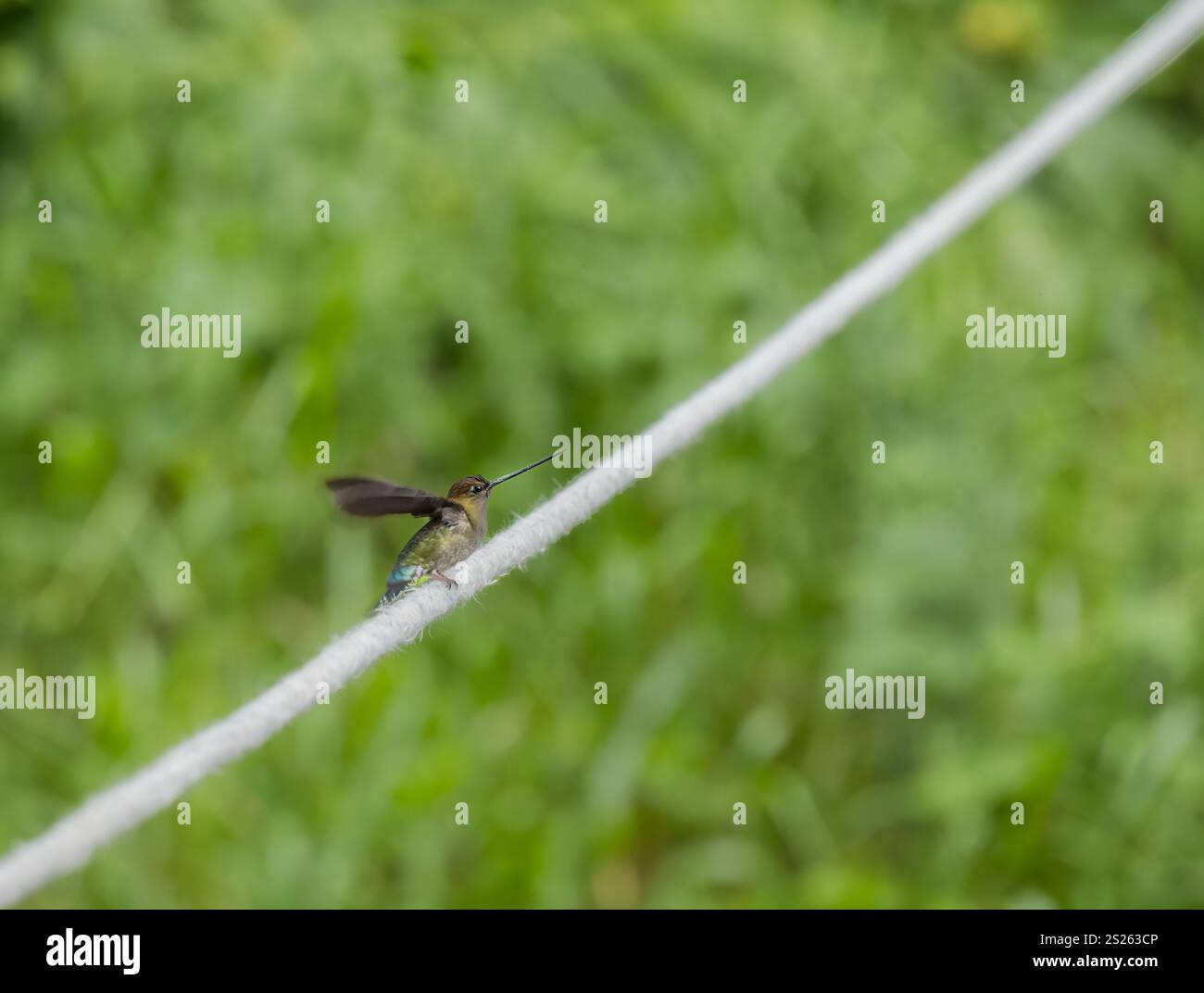 Hummingbird on rope, Mindo cloud forest, Ecuador, South America Stock ...