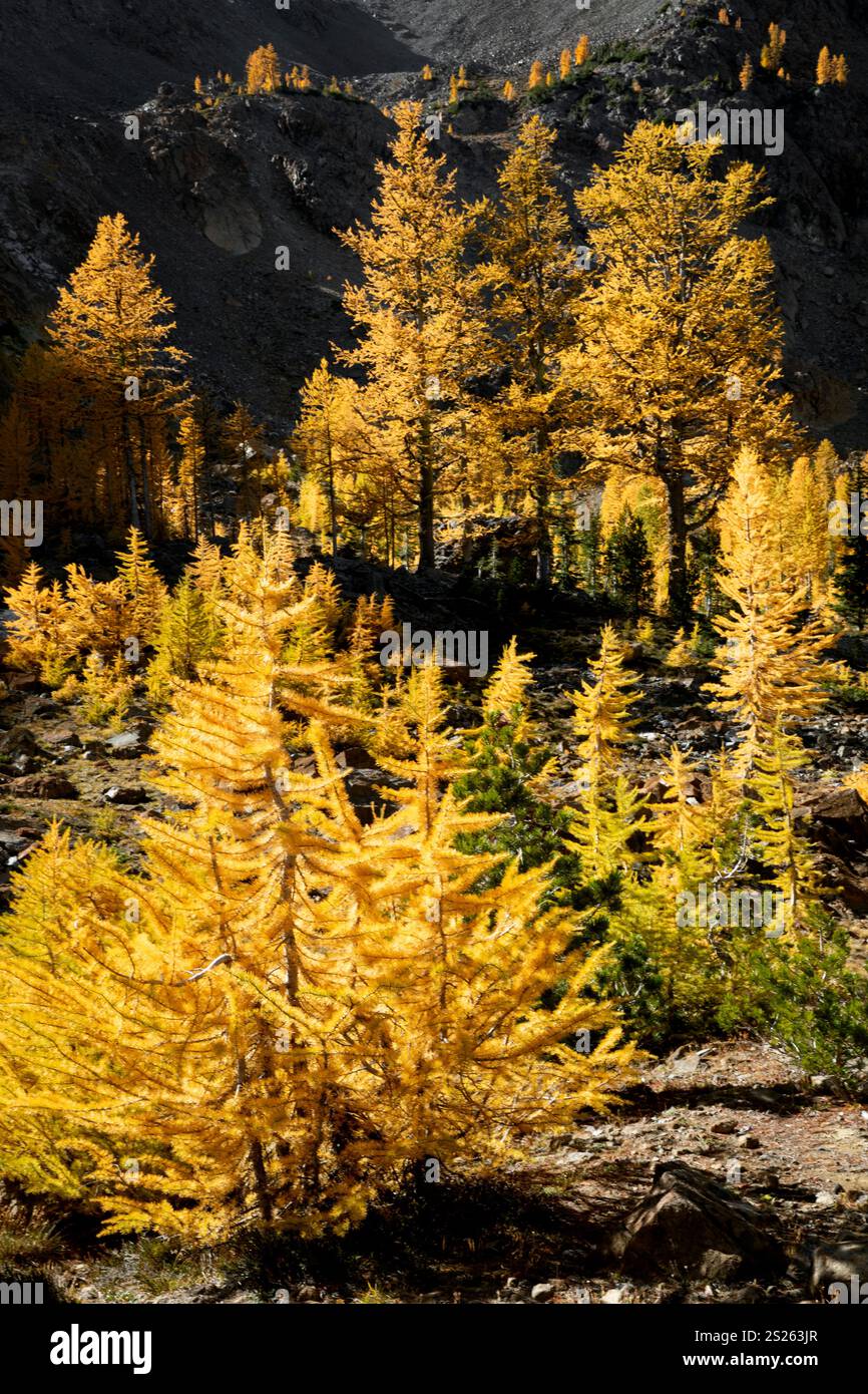 WA26172-00.....WASHINGTON - Western larch (Larix occidentalis) trees ...