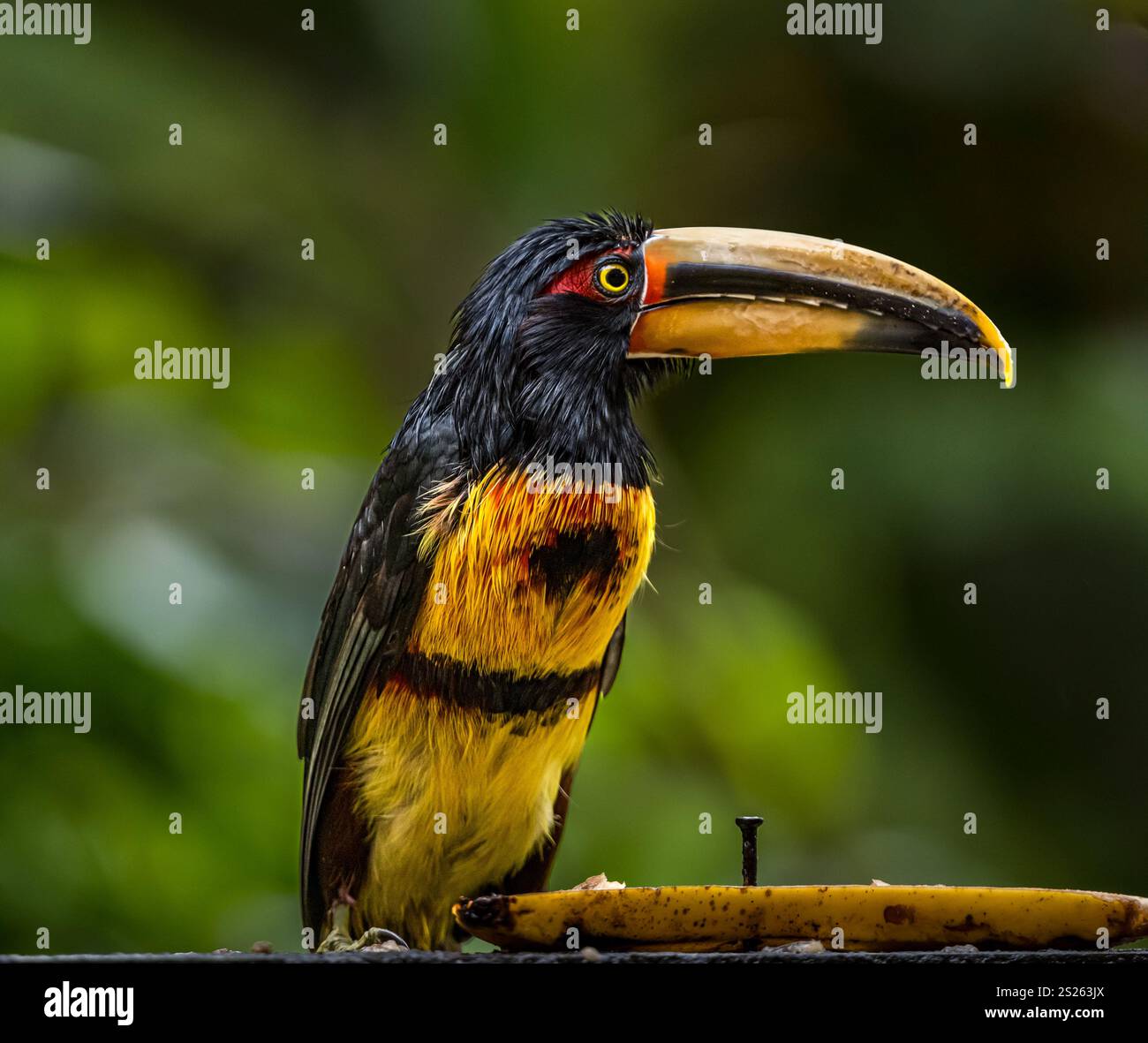 A collared aracari( Pteroglossus torquatus) eating plantain, Mindo ...