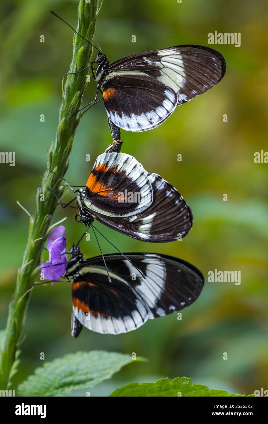 Heliconius butterflies mating hanging on a plant stem, Mindo cloud ...