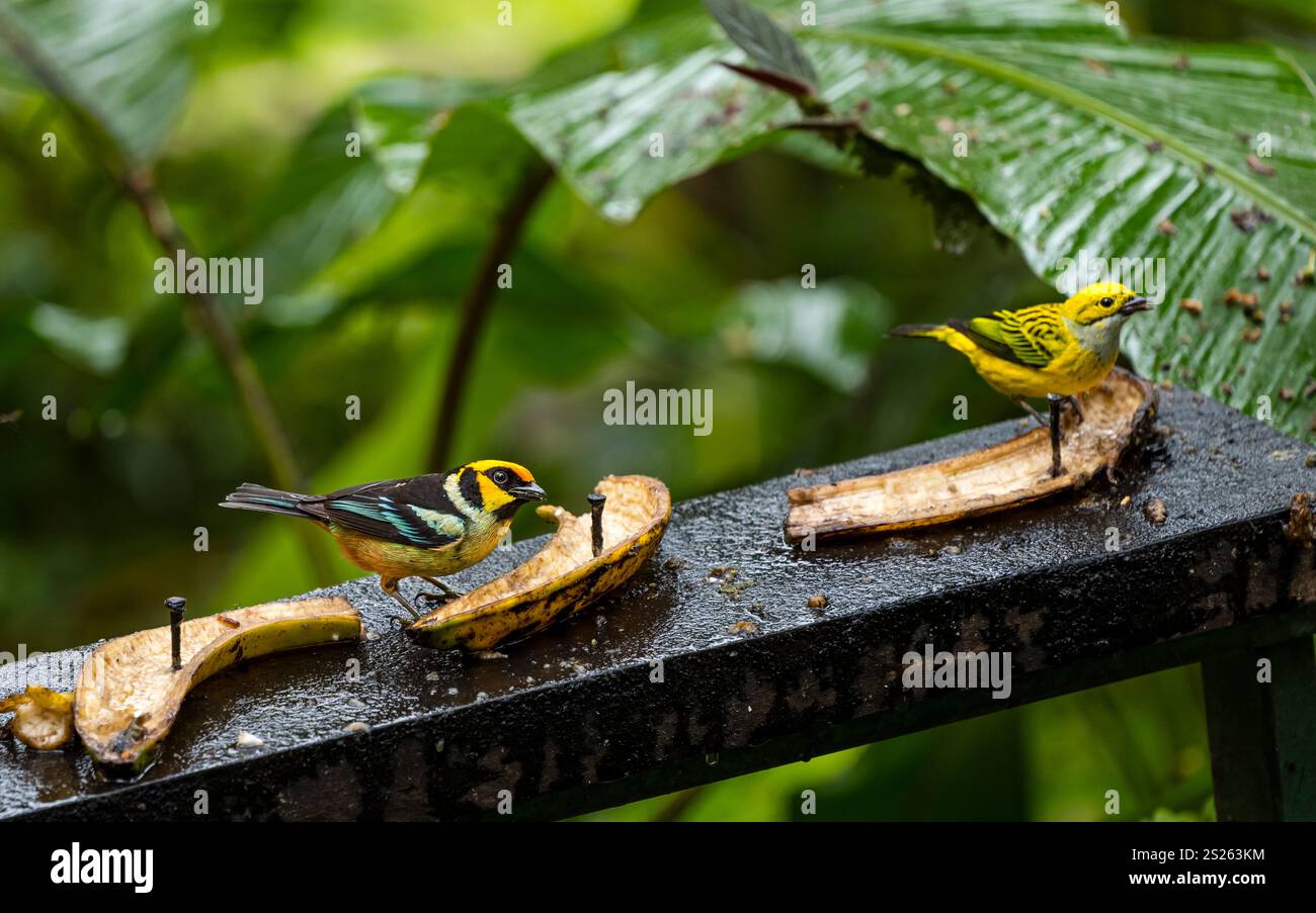 Flame-faced tanager (Tangara parzudakii) and golden tanager (Tangara ...