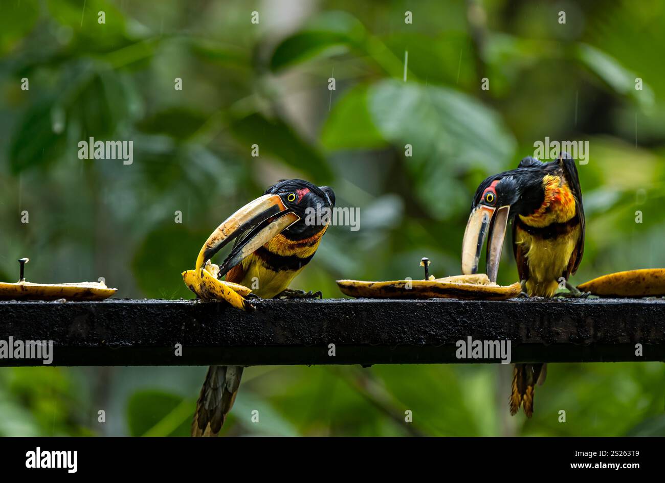 Collared aracari( Pteroglossus torquatus) birds eating plantain, Mindo ...