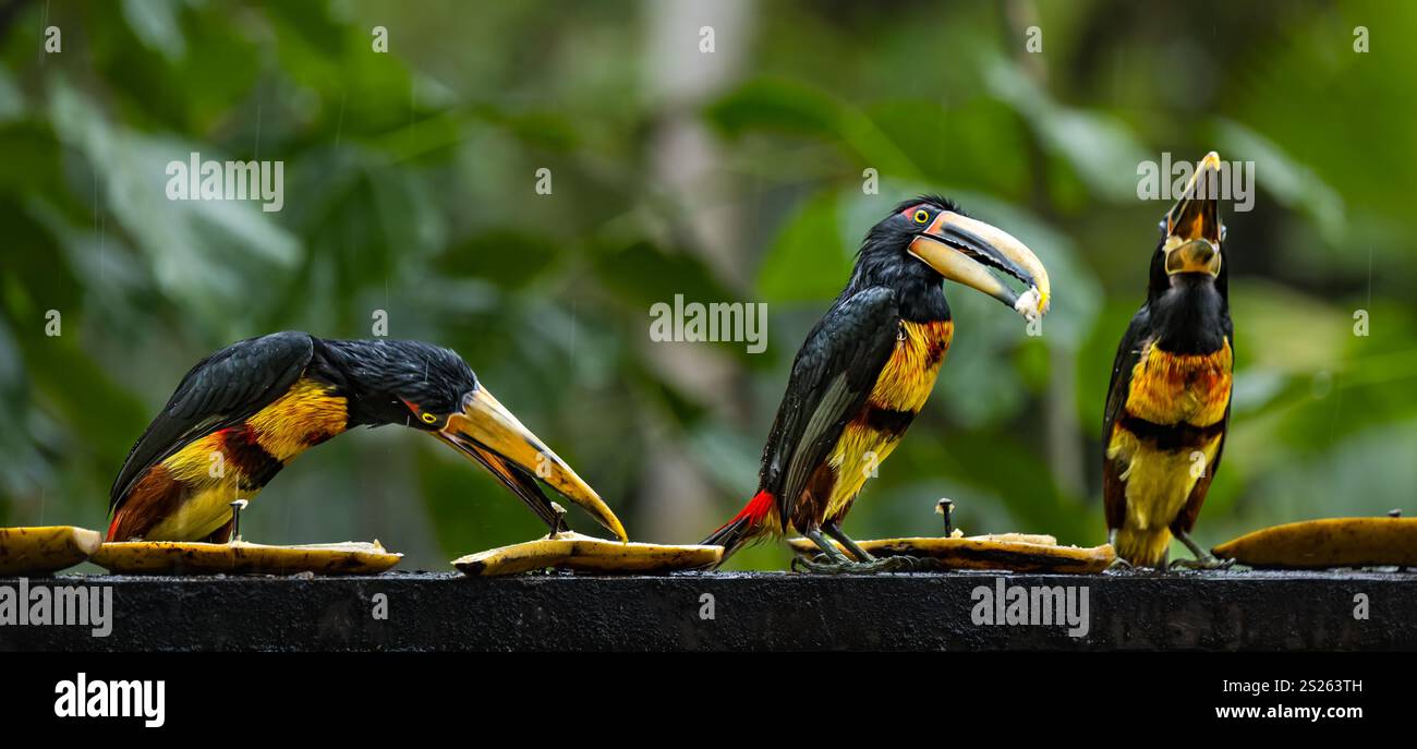 Collared aracari( Pteroglossus torquatus) birds eating plantain, Mindo ...