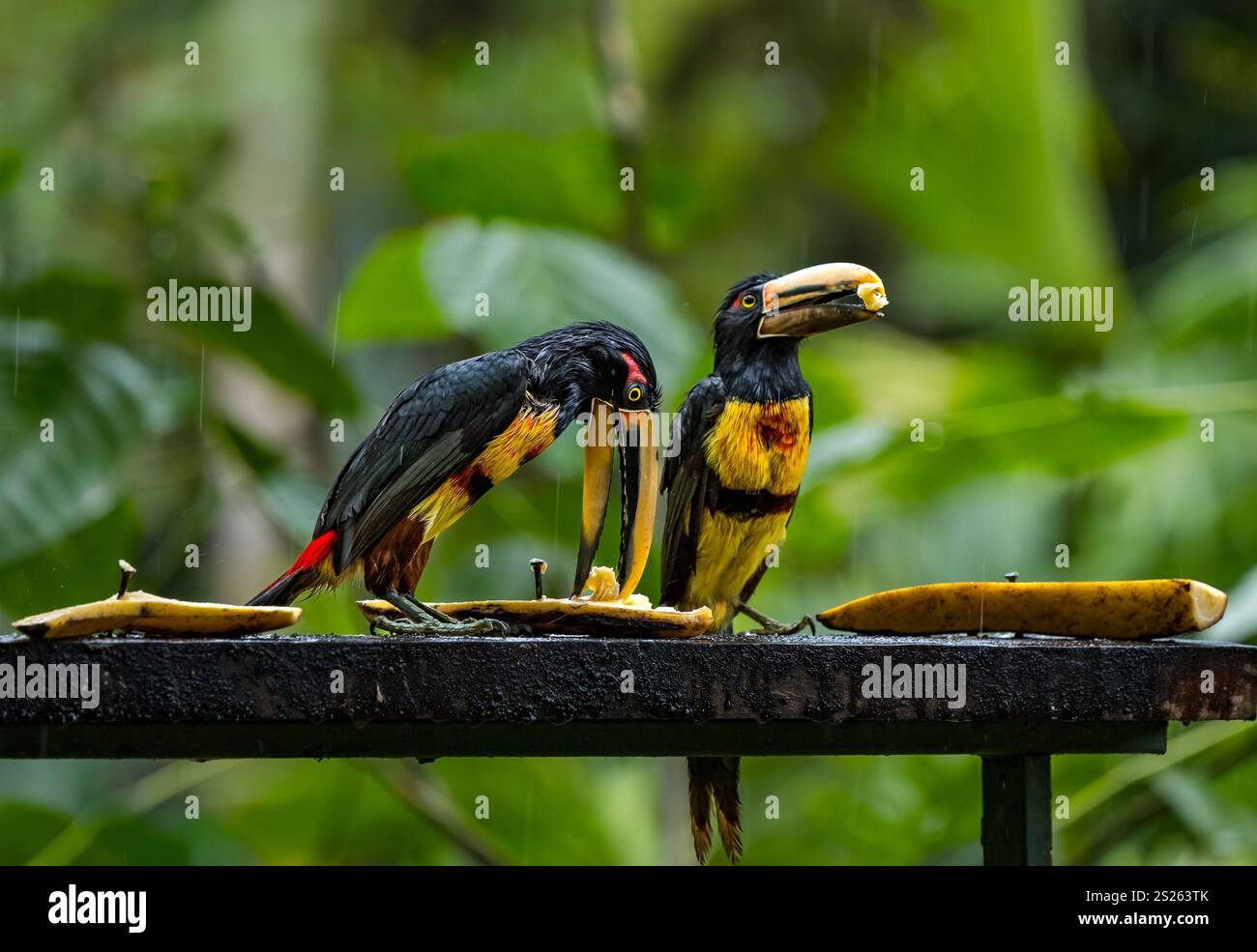 Collared aracari( Pteroglossus torquatus) birds eating plantain, Mindo cloud forest, Ecuador ...