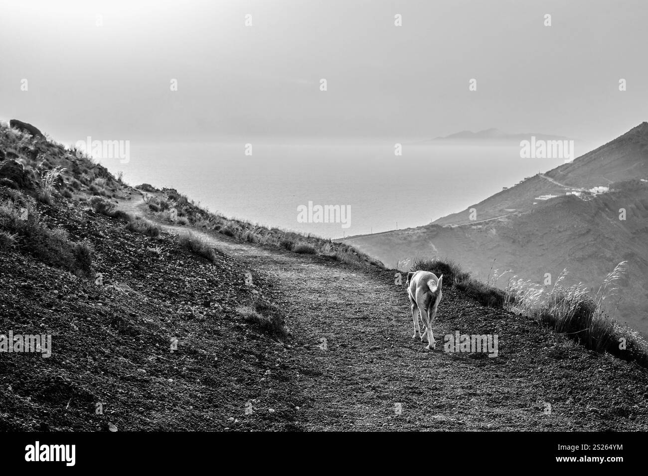 Lonely Path Through Mountain Landscape With Dog in Black and White ...