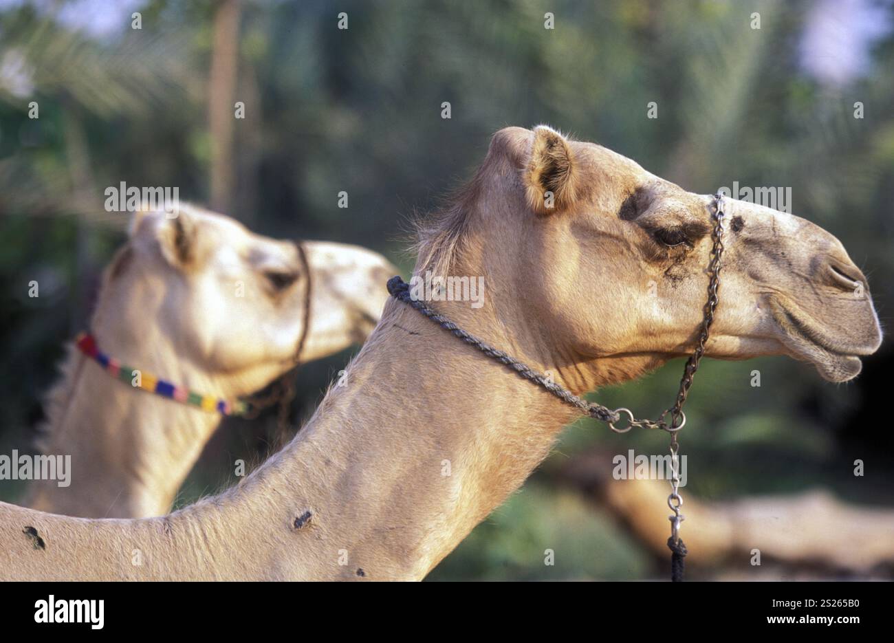 a camel in the city of Dubai in the Arab Emirates in the Gulf of Arabia ...