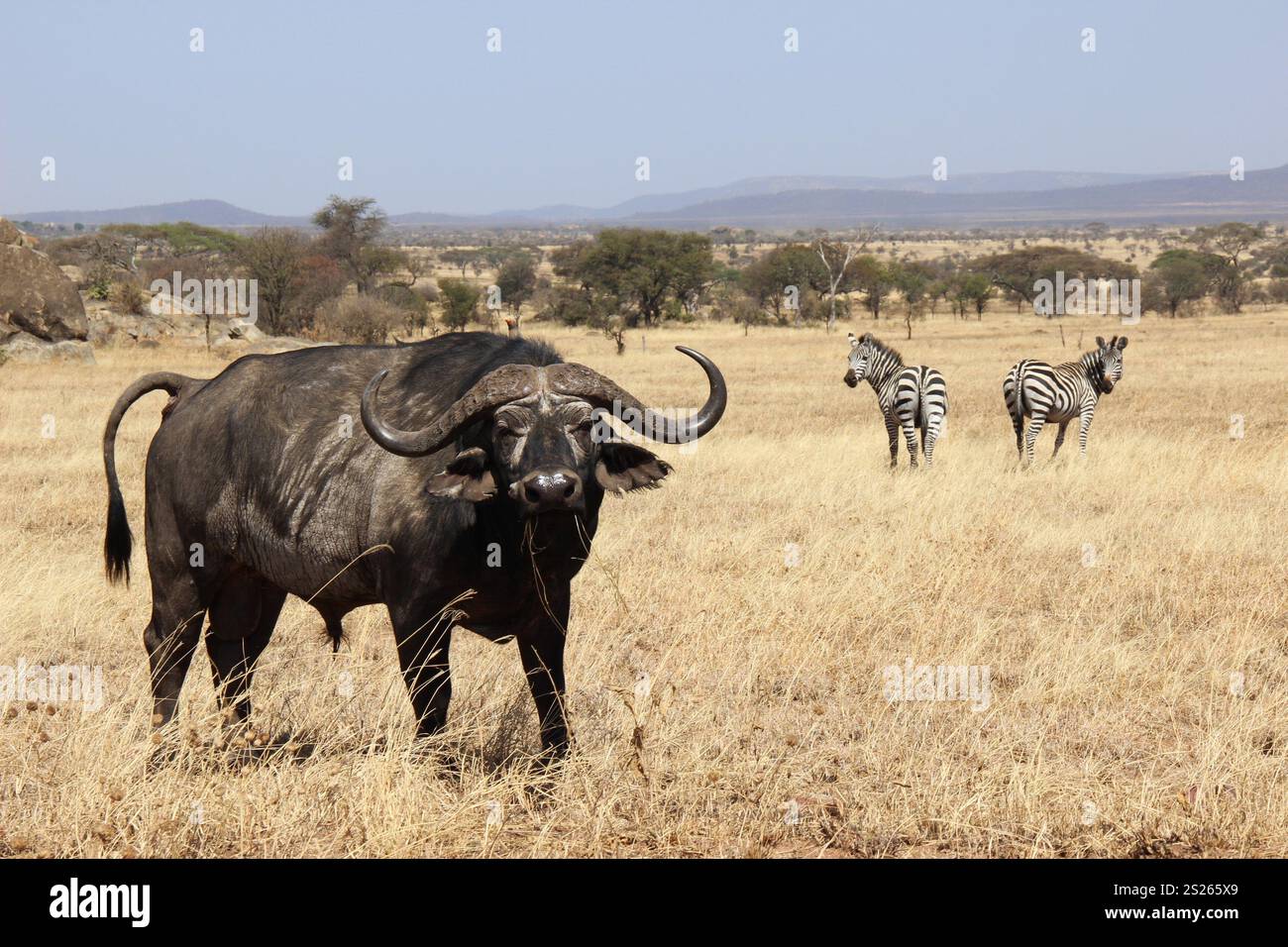 Cape Buffalo and Zebras in the Serengeti Savanna, Tanzania Stock Photo ...
