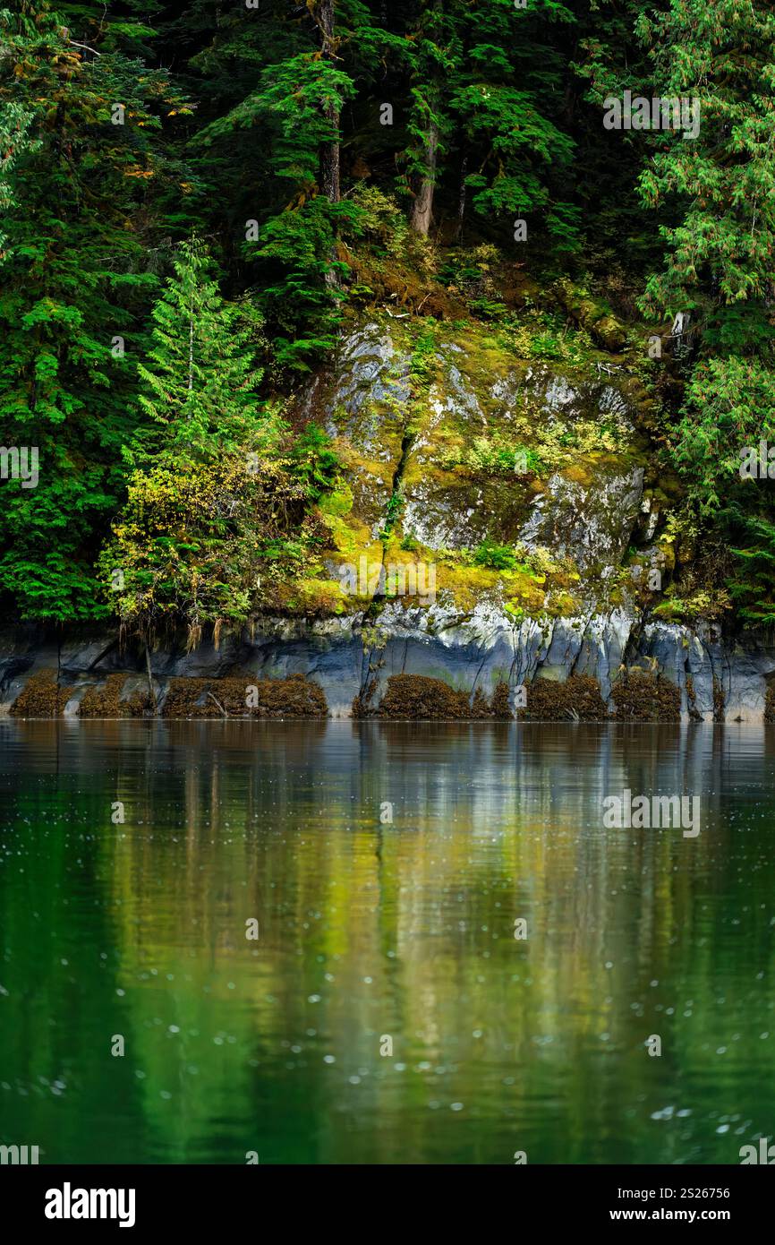 Colourful mossy stone and dense green forest cover a cliff shoreline ...
