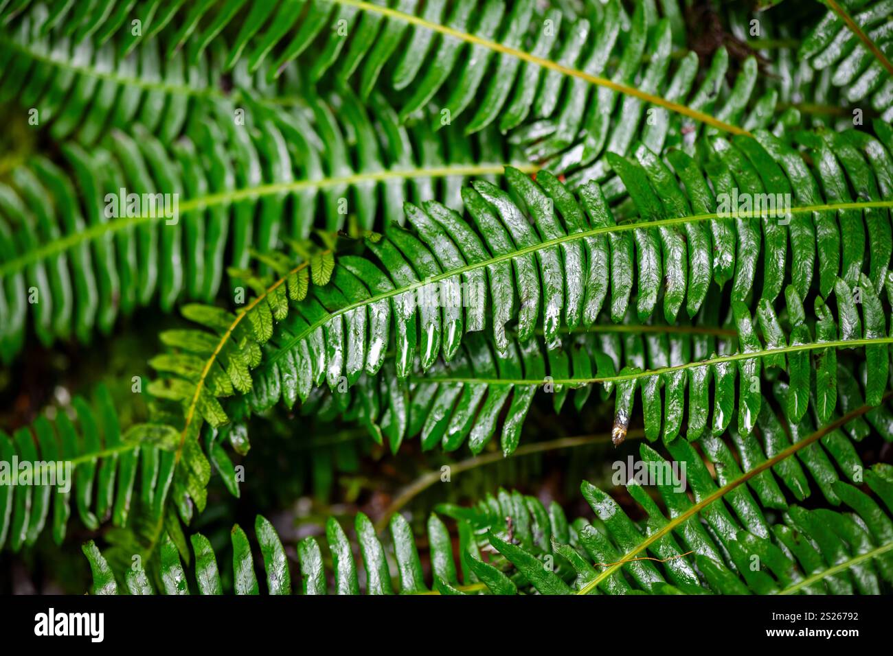 Dense growth of fern fronds in the undergrowth of the forest, wet with ...