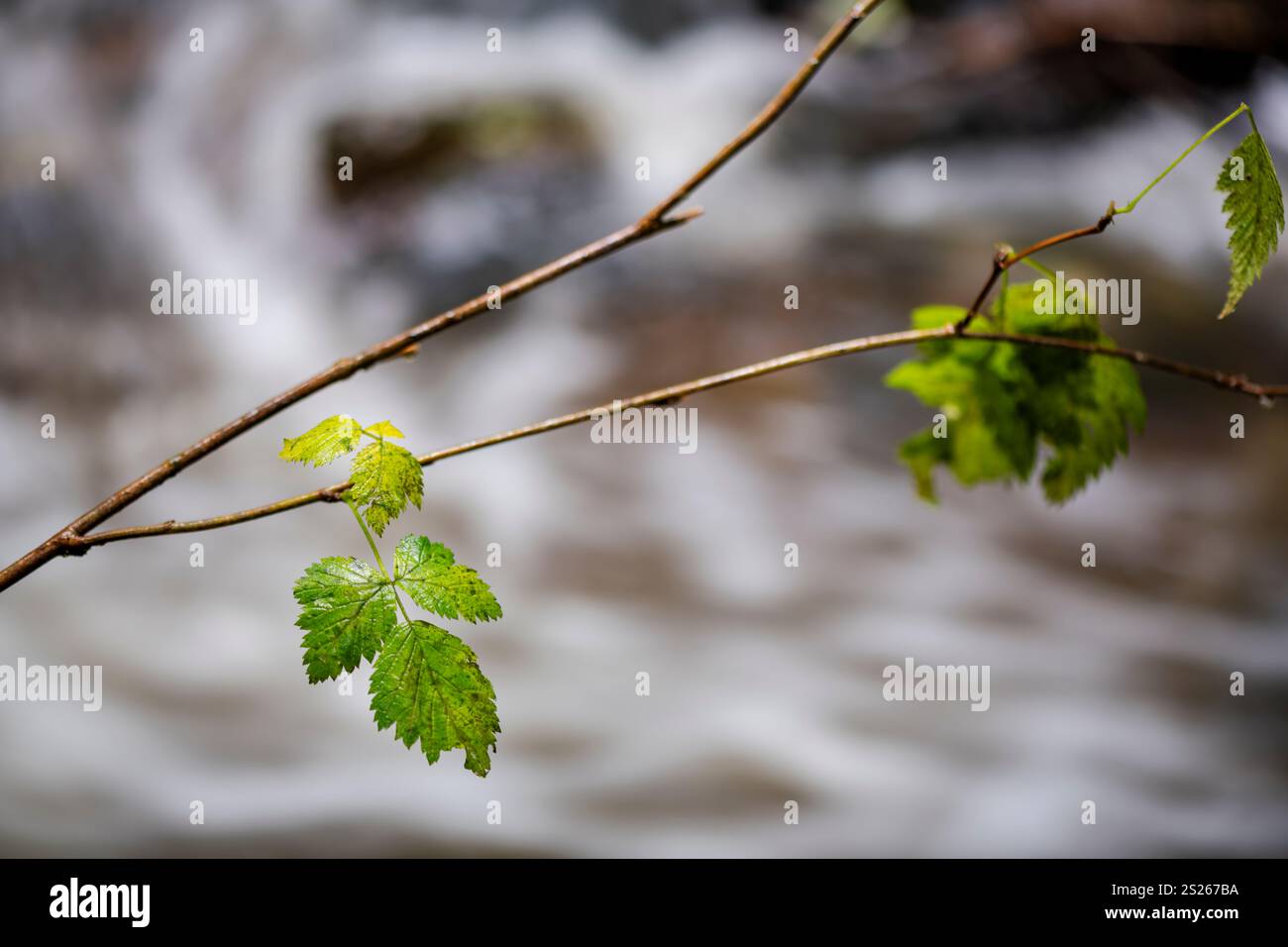 Leaves wet with rain and the rushing water of a stream in the coastal ...