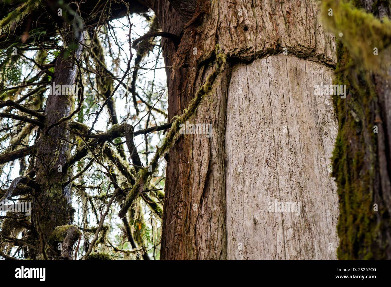 Detail of a culturally modified tree whose bark is used by local indigenous communities in ...
