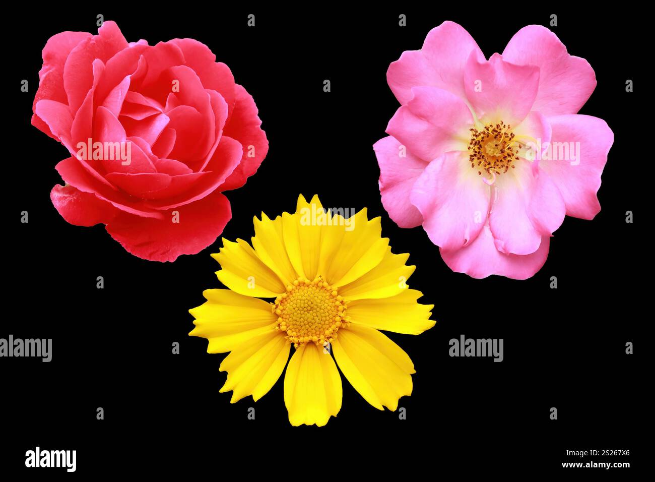 Three flower buds on a black background. For a collage. There is an ...