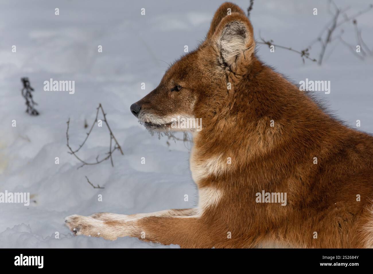 Dhole or Cuon alpinus, other English names for species include Indian ...