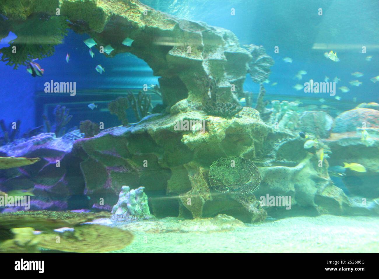 Heniochus acuminatus fish swims in the water side view. Life in an ...