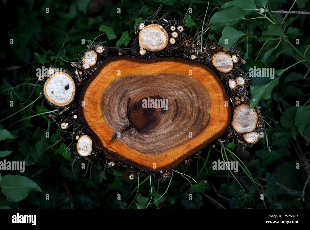 Baumstumpf, aufgenommen in Eichenau, Bayern, am 16. Dezember 2023 ...