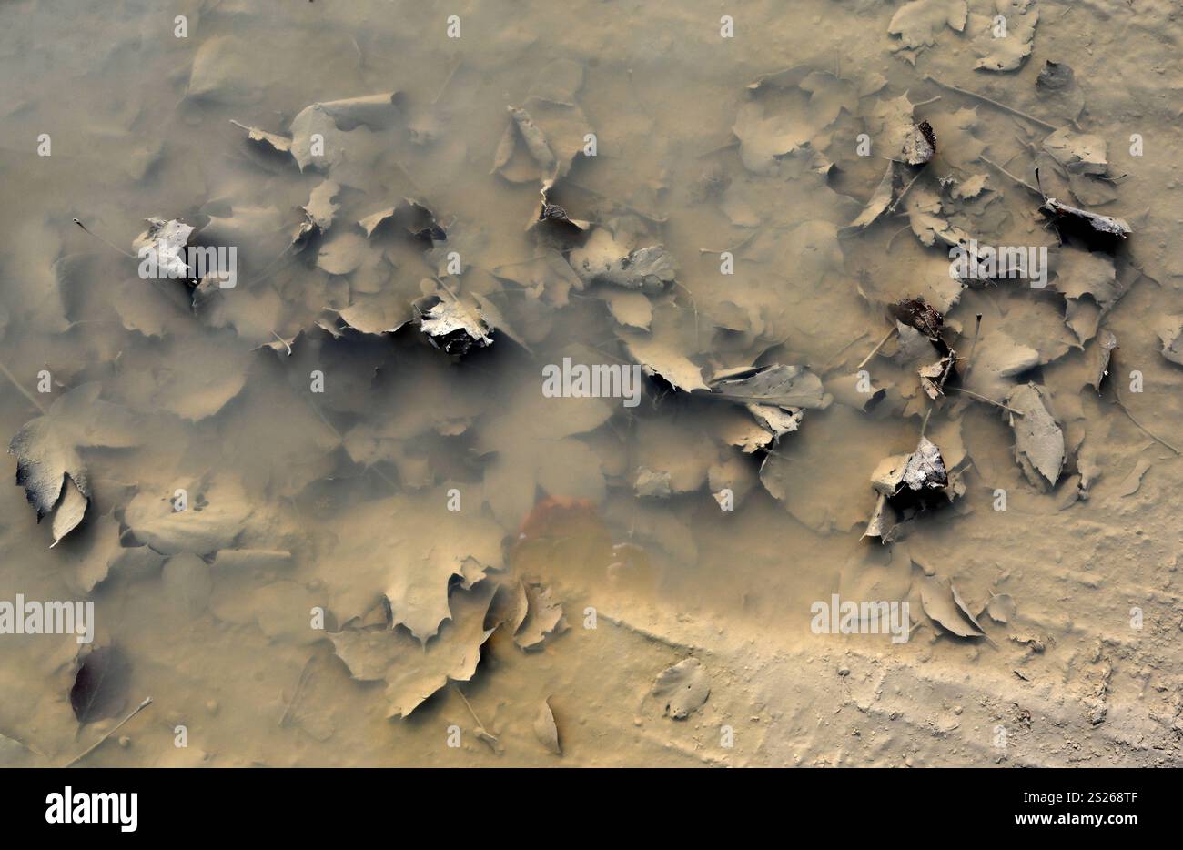 Laub in Pfuetze, aufgenommen in Eichenau, Bayern, am 16. Dezember 2023 ...