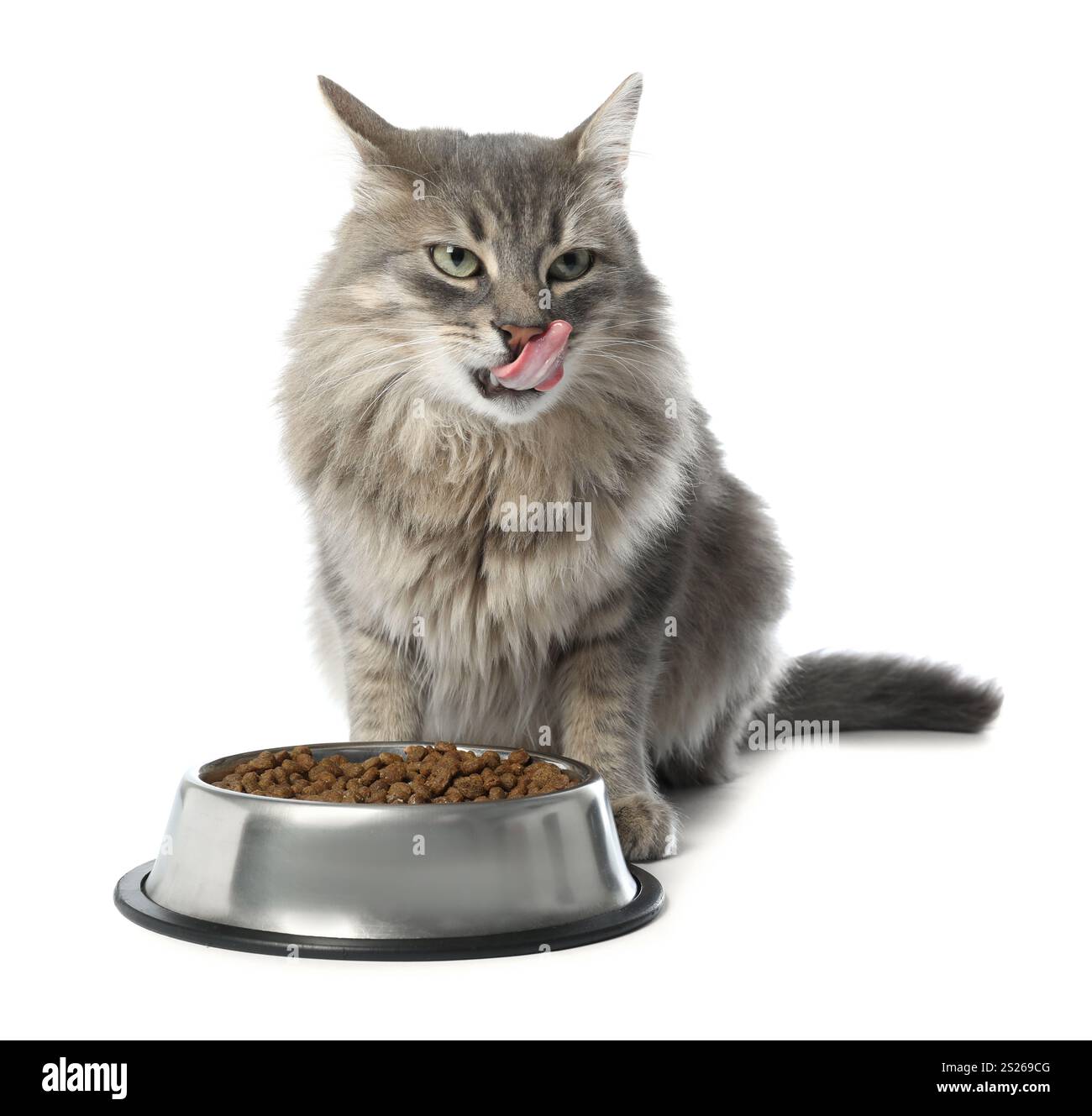 Cute cat near feeding bowl with dry pet food on white background Stock ...
