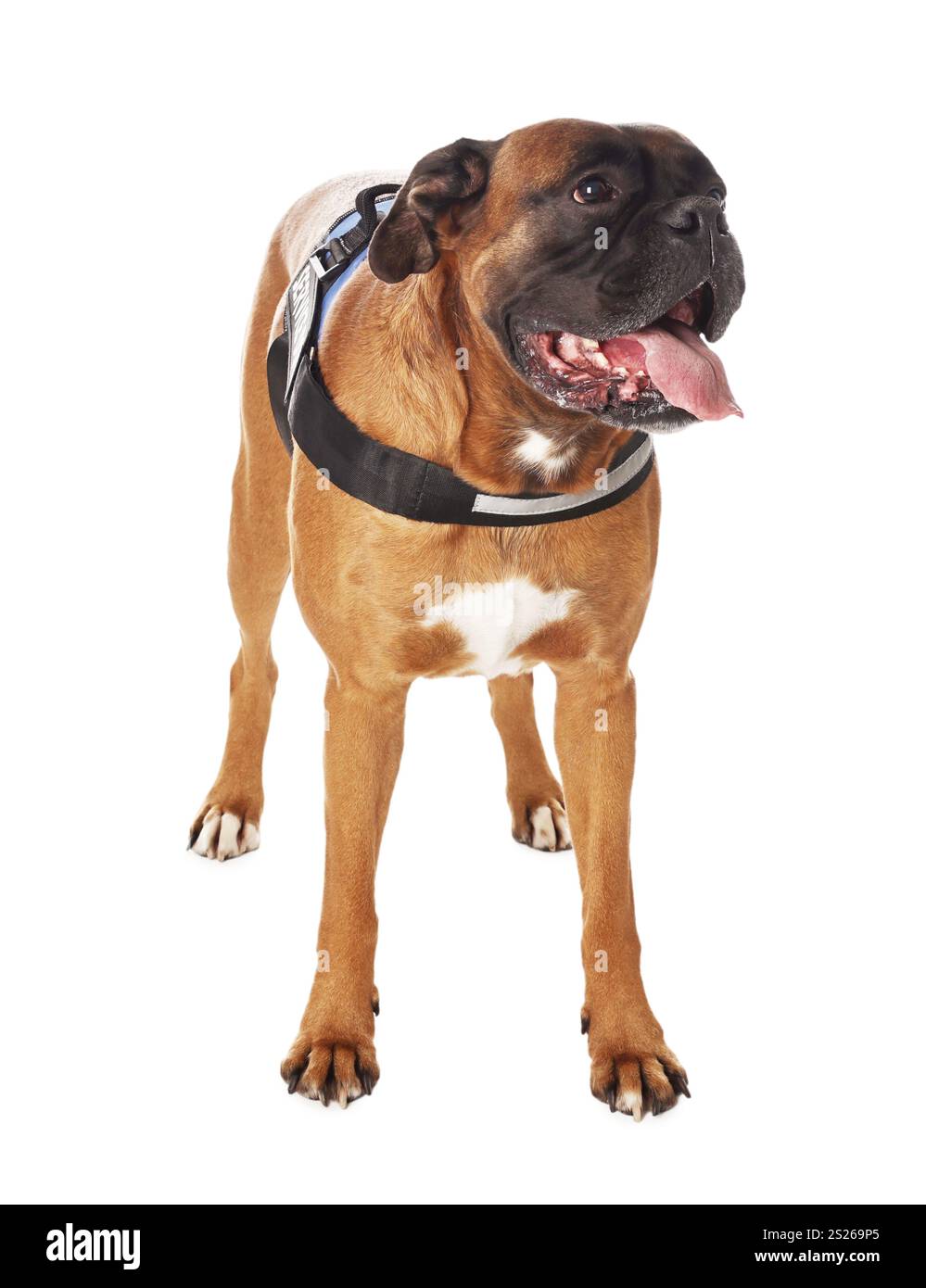Cute service dog in vest on white background Stock Photo - Alamy