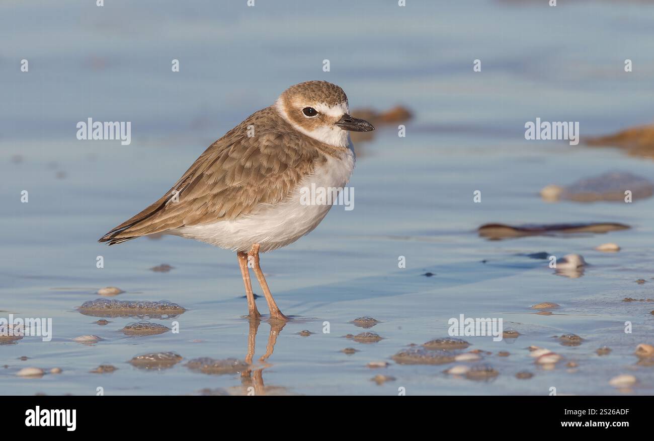 Wilson's plover, Anarhynchus wilsonia, single adult standing on wet mud ...