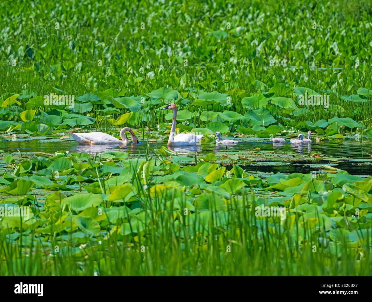 Trumpeter Swan Family Feeding in the Slough Along the Mississippi River ...