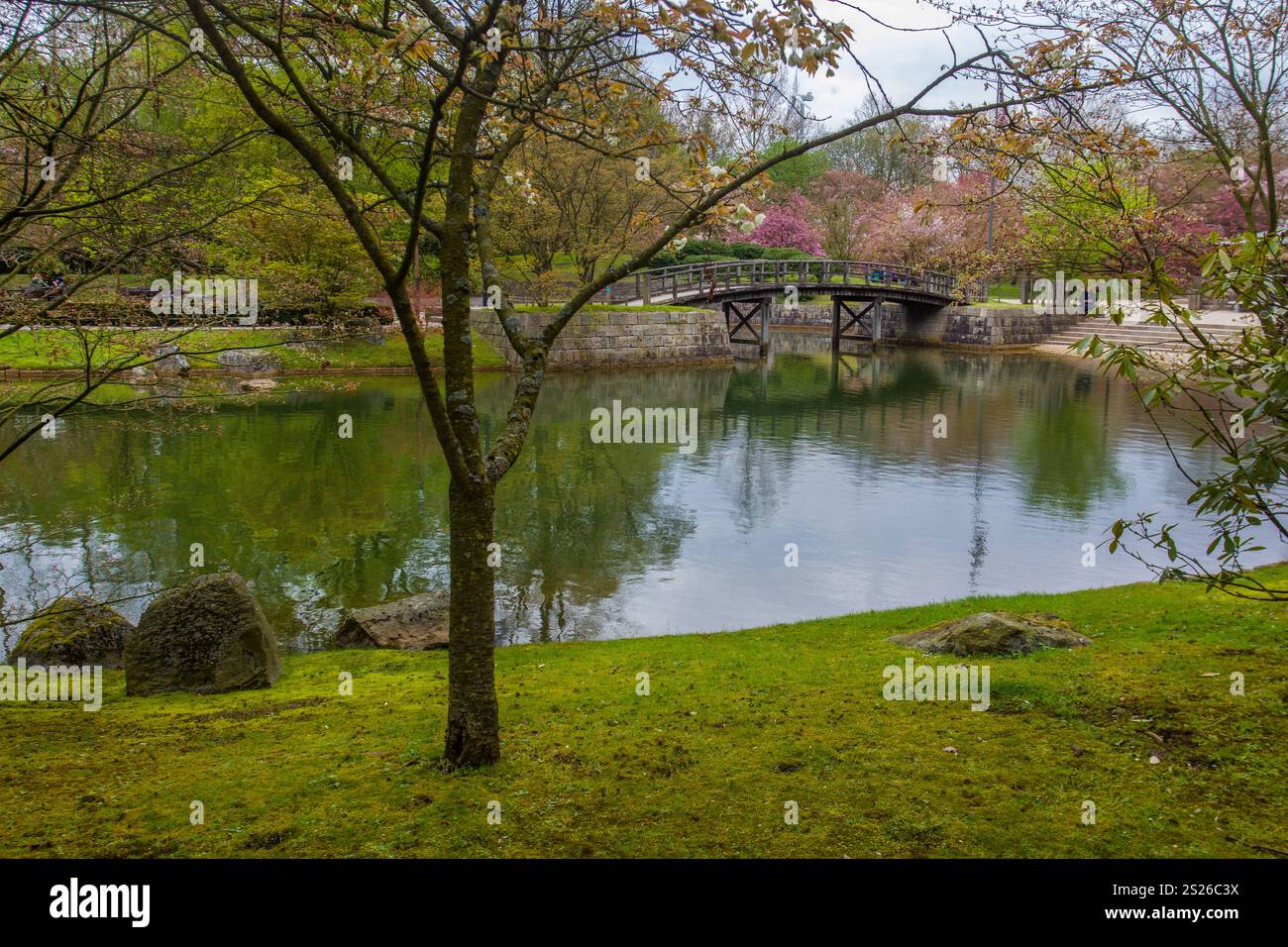 Amazing cherry blossom (sakura blossom.) and stream in Japanese garden ...