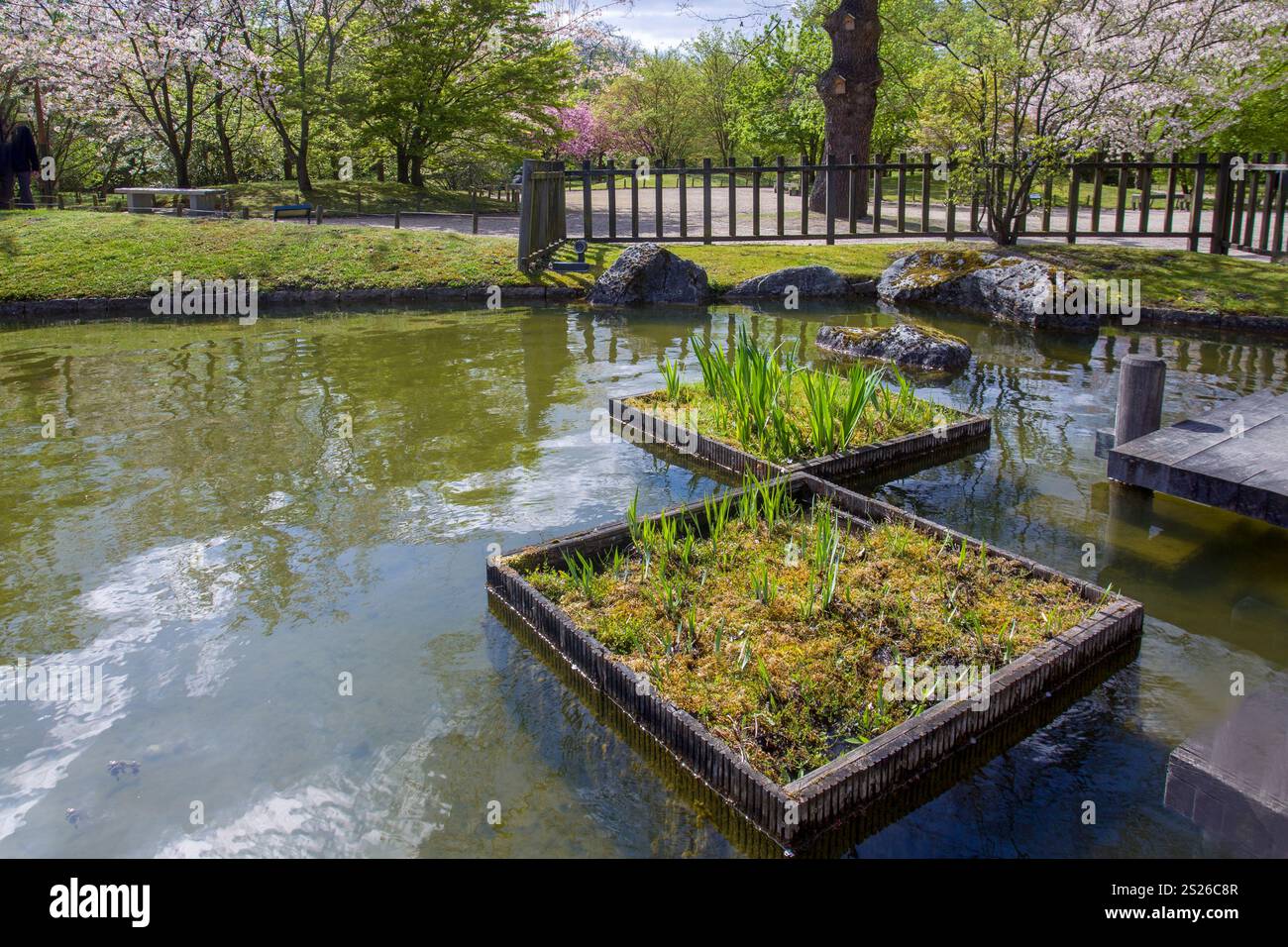 Amazing white cherry blossom (sakura) in Japanese garden - awe zigzag ...