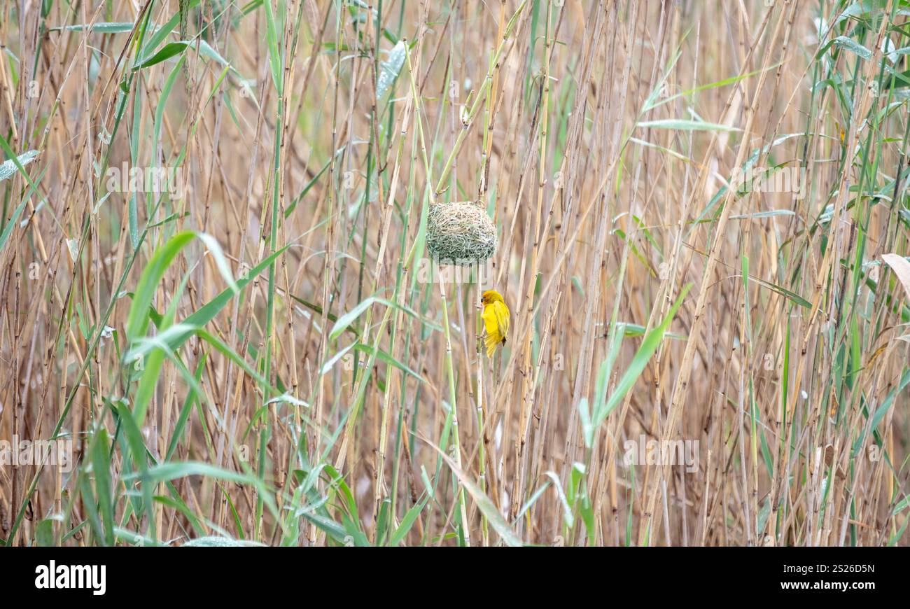 Weaver bird perched on a tall reed plant next to a woven nest. Yellow ...