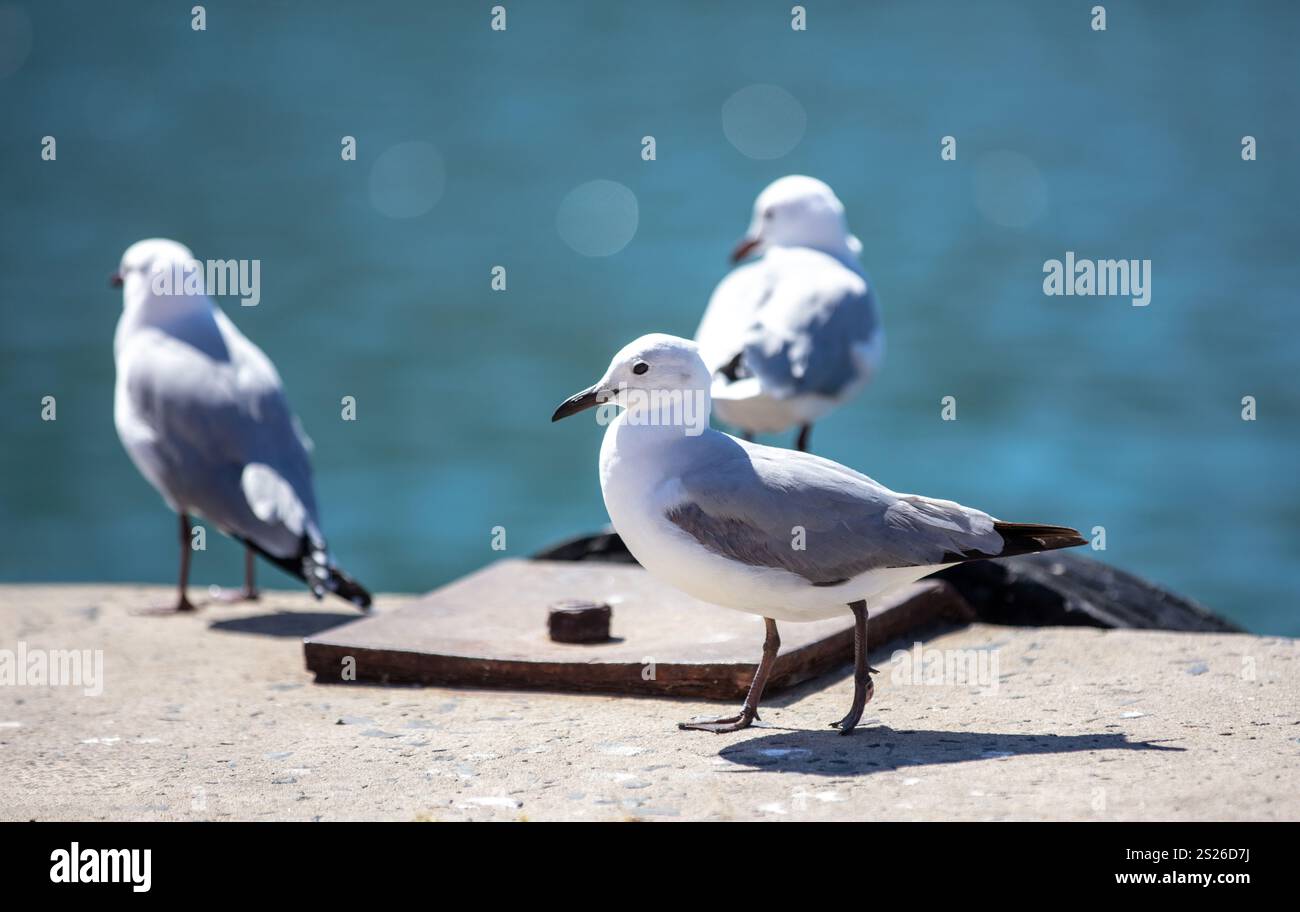 Seagulls, Hartlaub Gulls standing on a concrete dock at harbor, blur ...