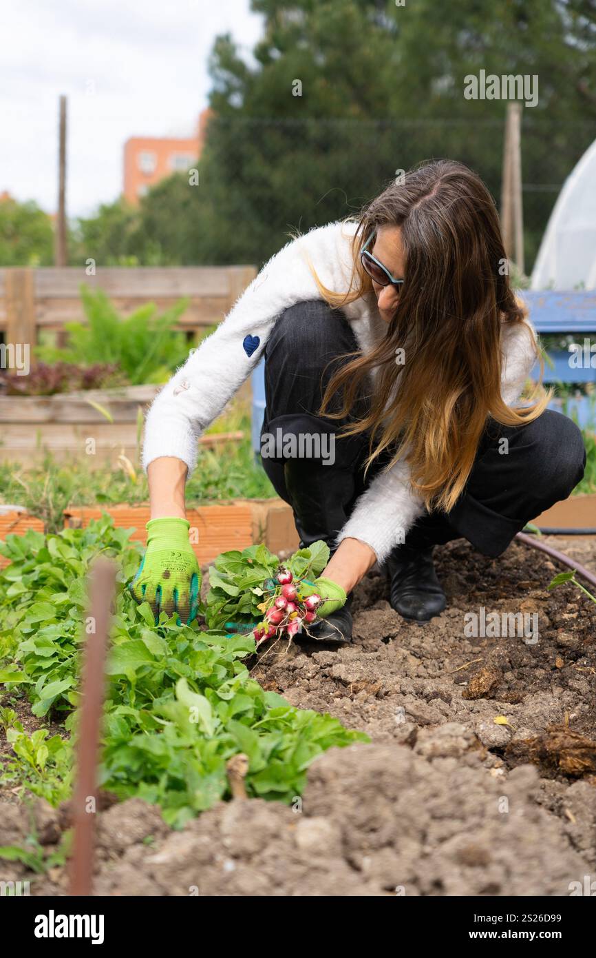 Female gardener picking fresh radishes in a community garden ...
