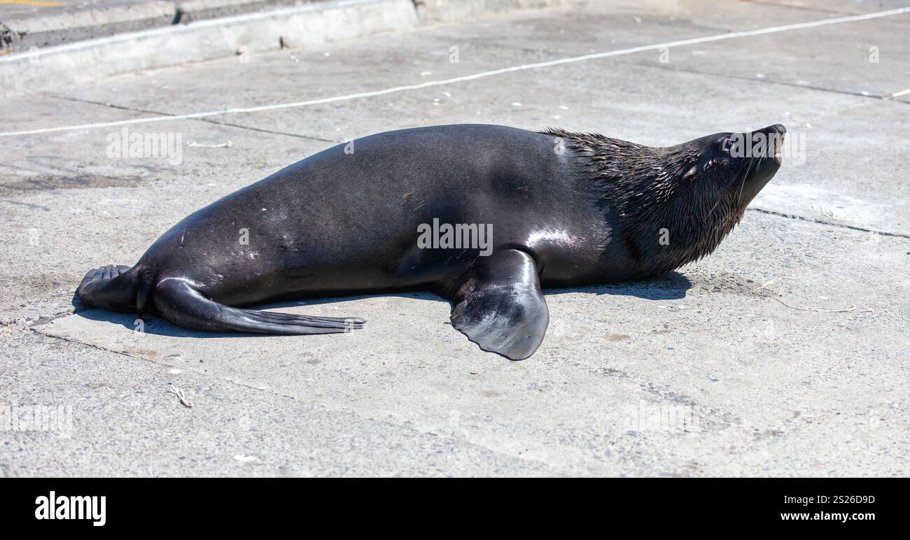 Brown fur seal or african cape seal lying at the fishing port quay Kalk ...