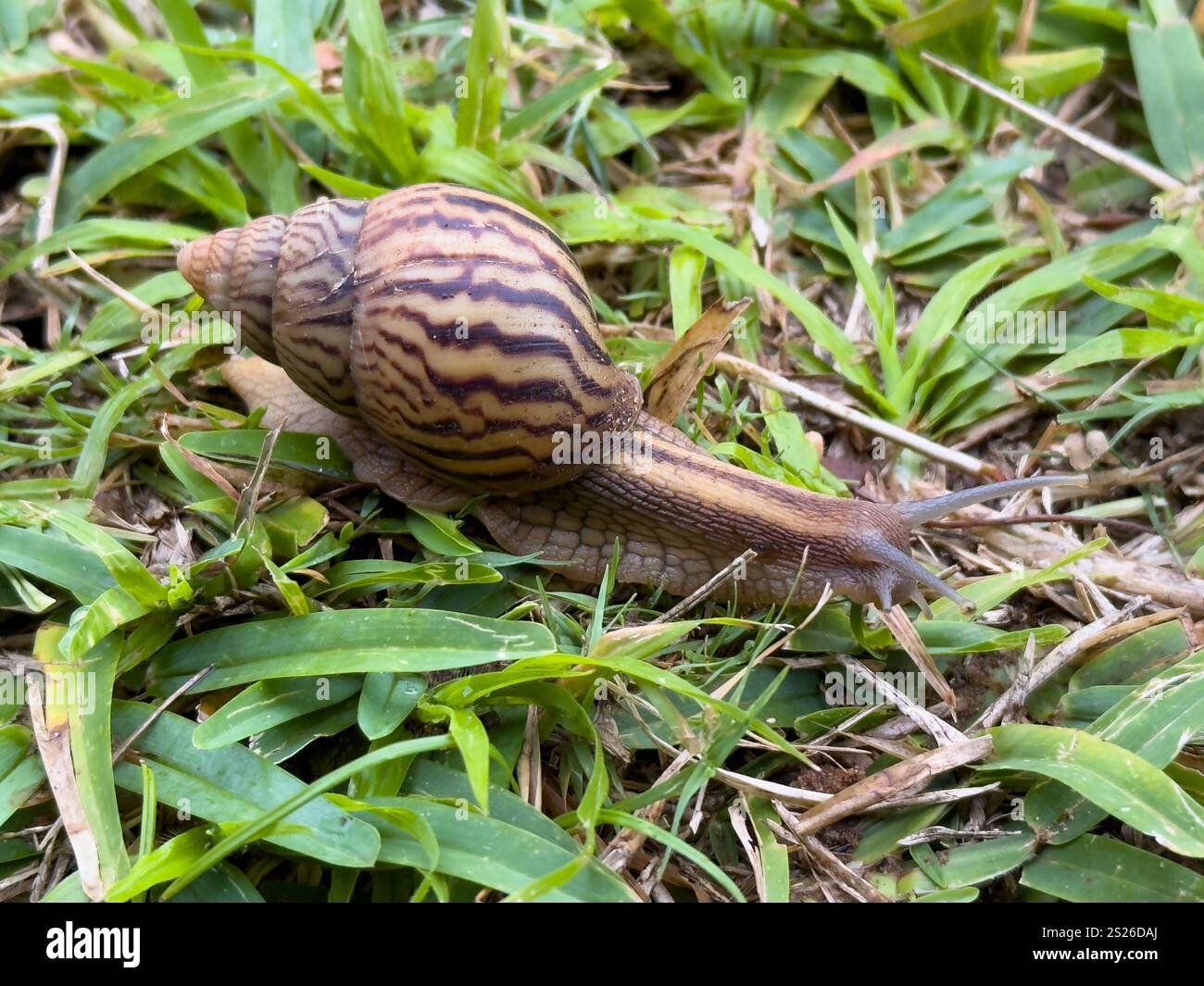 Snail on green grass. African Giant Land Snail in its natural habitat ...