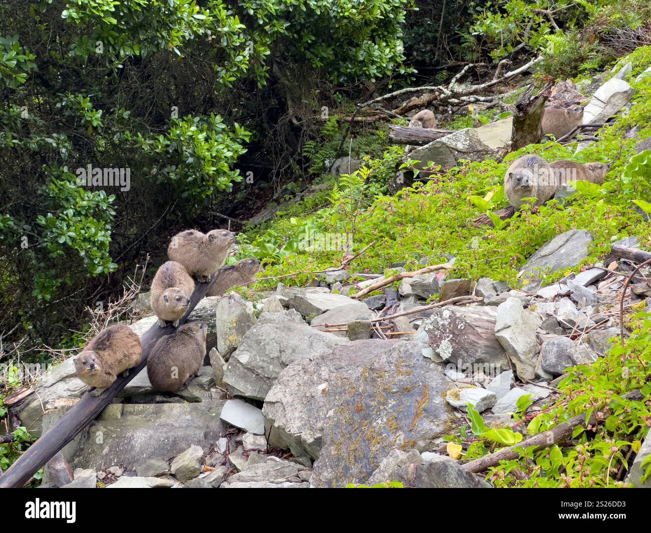 Group of rock hyraxes in natural habitat, South Africa. Lush green ...